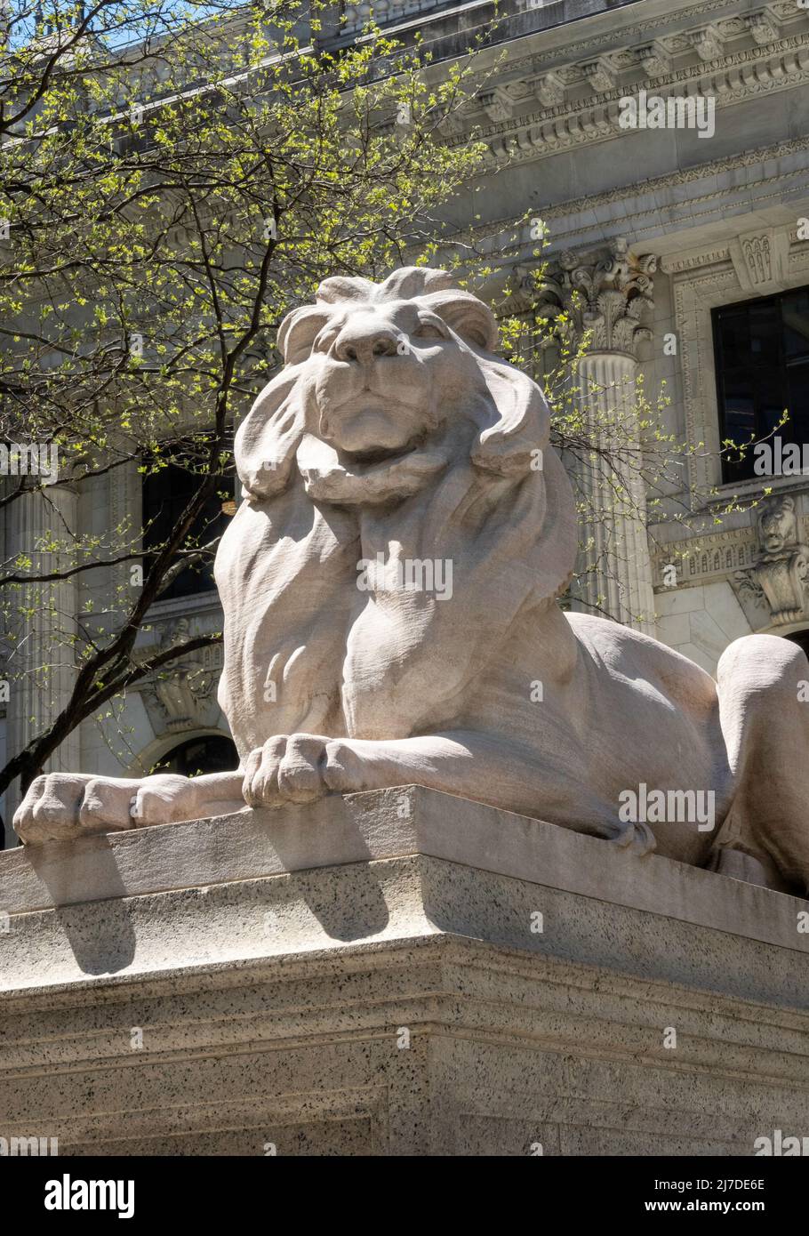 Lion Statue in springtime, New York Public Library, Main Branch, NYC ...