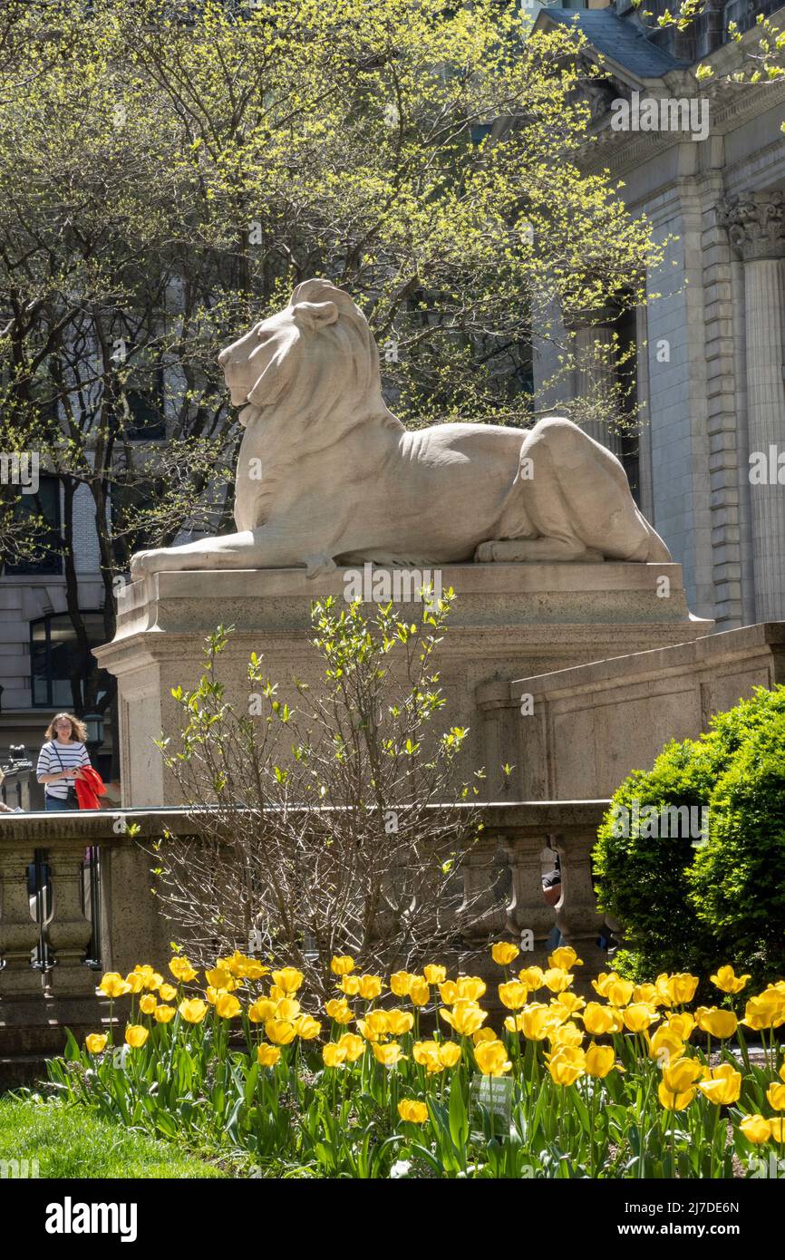 Lion Statue in springtime, New York Public Library, Main Branch, NYC ...