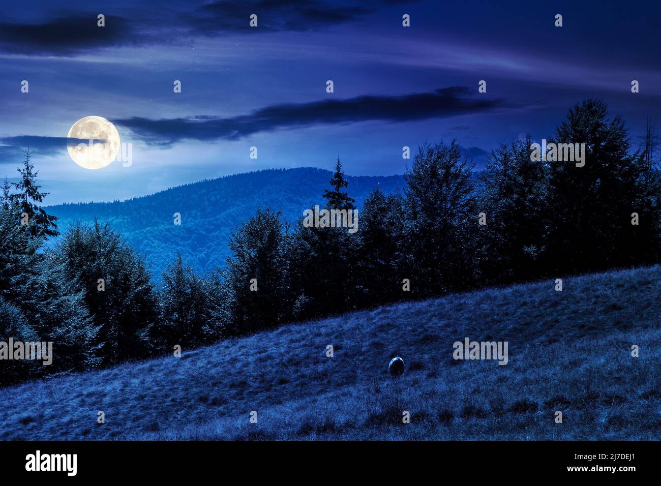 mountain landscape at night. beech forest on the grassy meadow in full ...