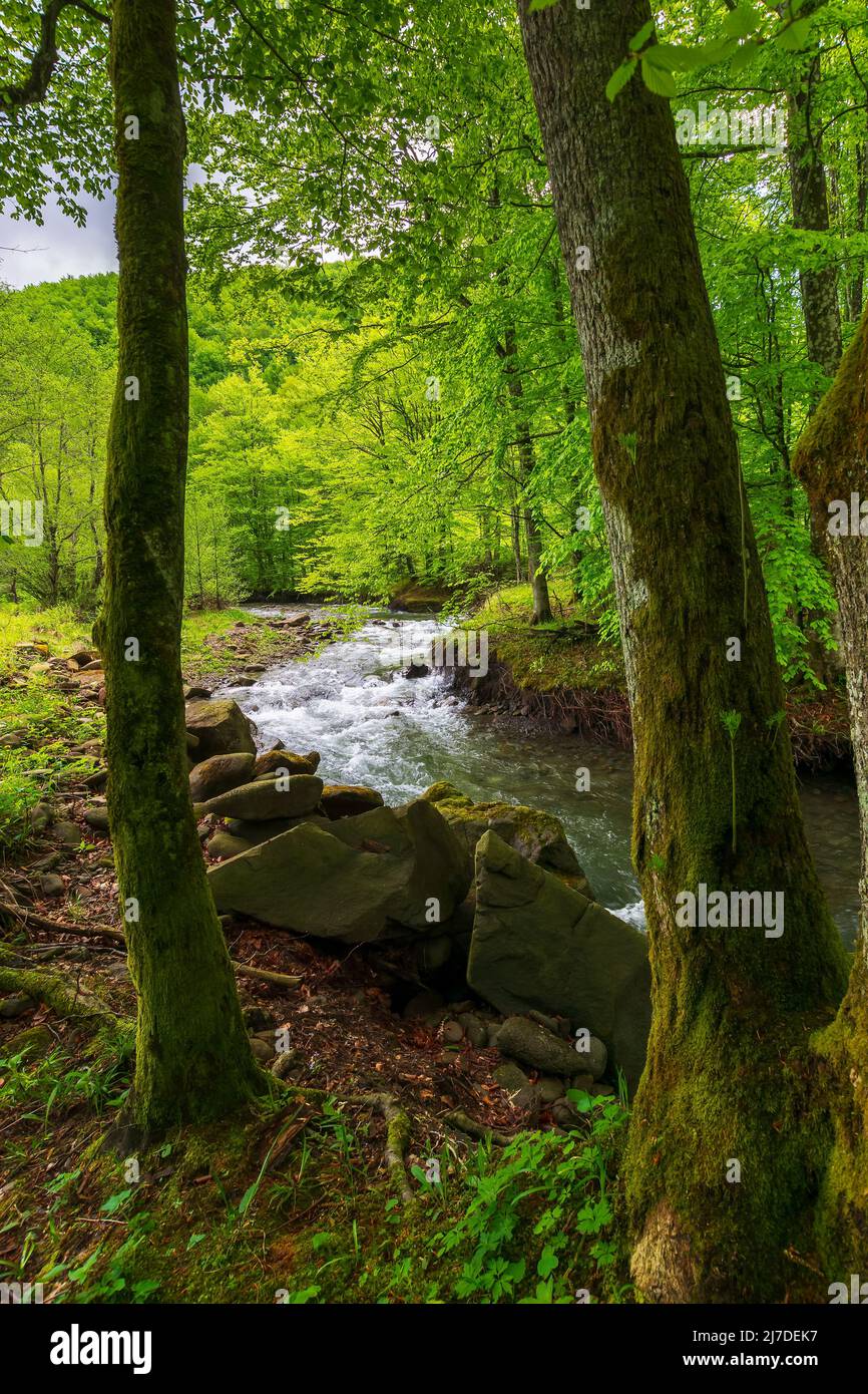 forest river in springtime. winding water flow along the rocky shore ...