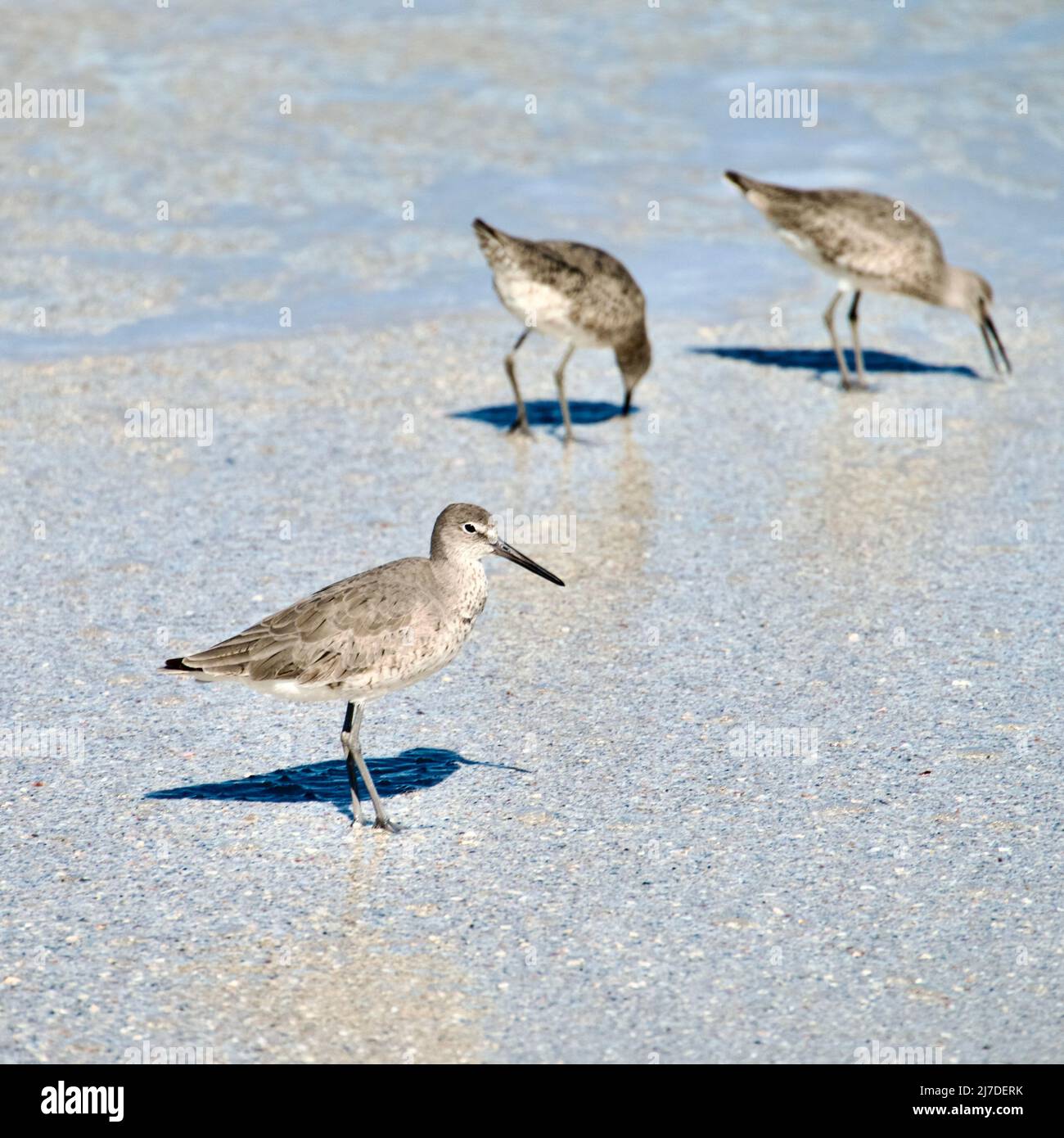 Birds of Florida from lakes to seashore Stock Photo - Alamy