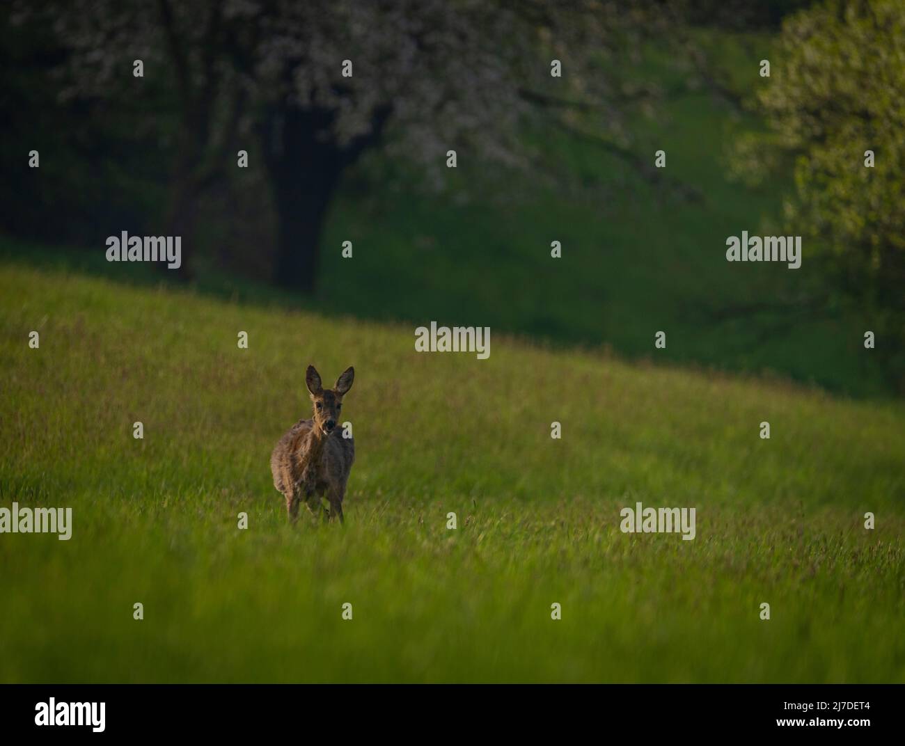 Deer on spring light color meadow in Zlin area in Moravia Stock Photo ...