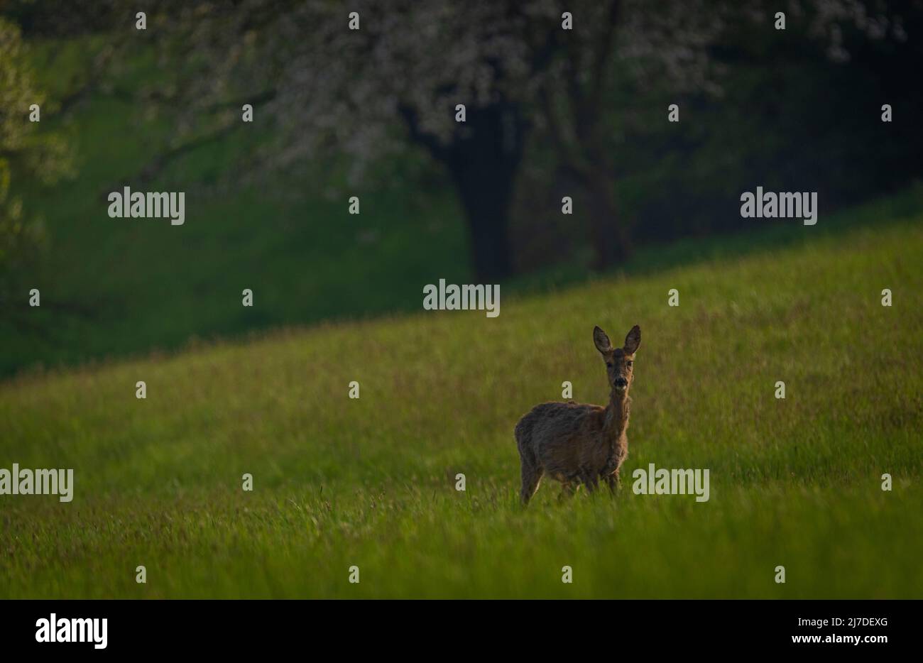 Deer on spring light color meadow in Zlin area in Moravia Stock Photo ...