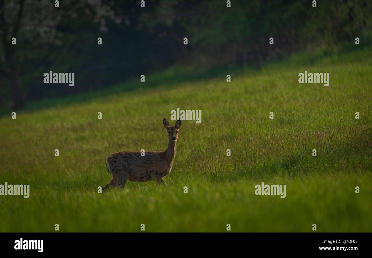 Deer on spring light color meadow in Zlin area in Moravia Stock Photo ...