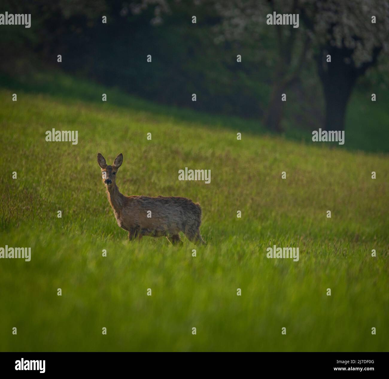 Deer on spring light color meadow in Zlin area in Moravia Stock Photo ...