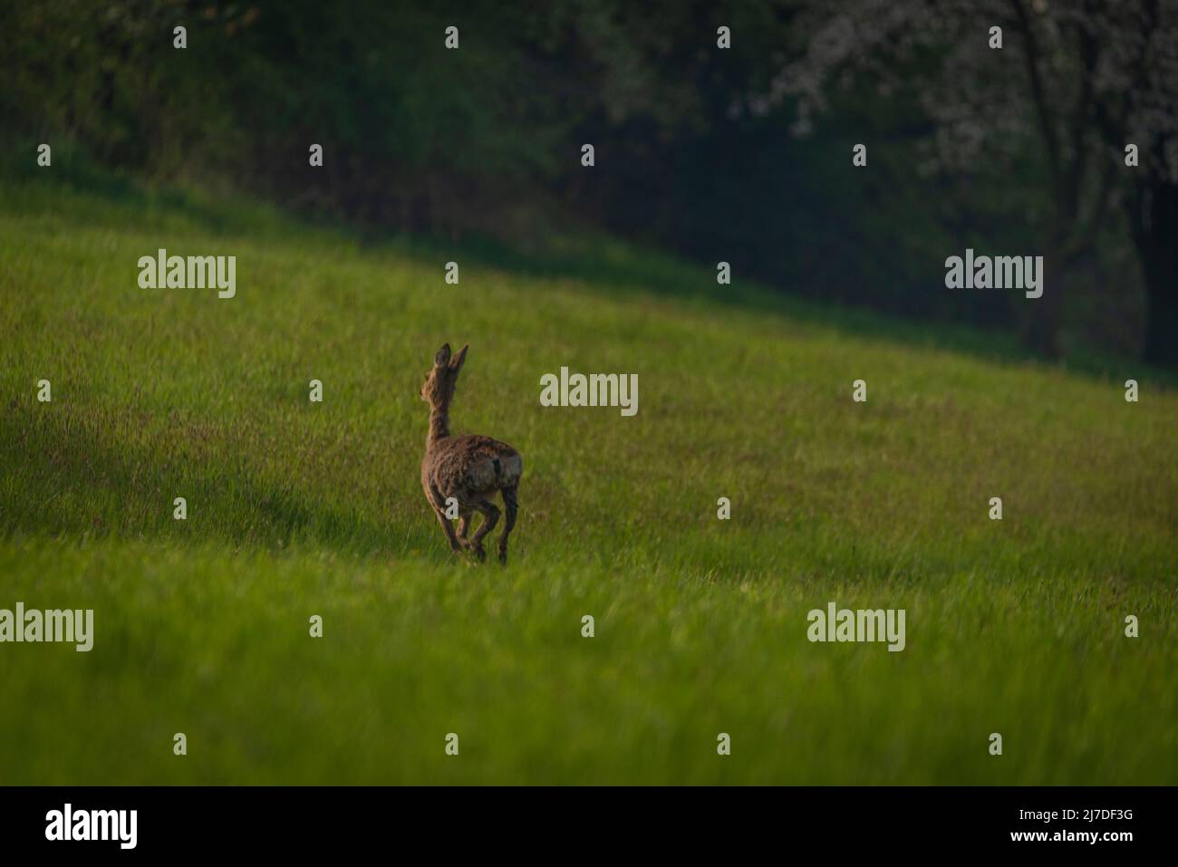 Deer on spring light color meadow in Zlin area in Moravia Stock Photo ...