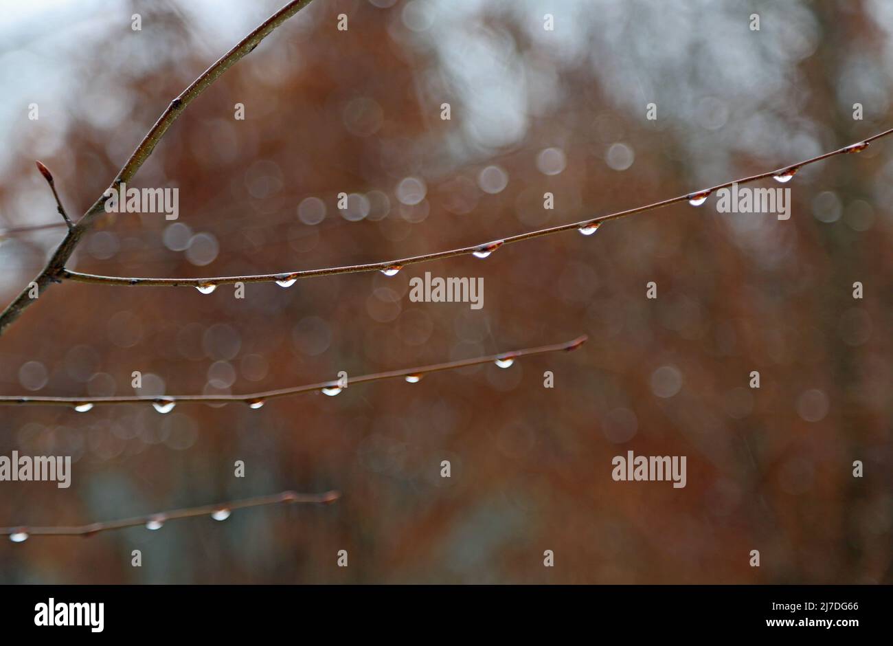 Drop of rain water hi-res stock photography and images - Alamy