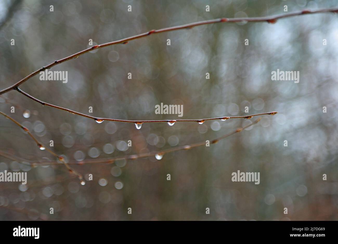 Drop of rain water hi-res stock photography and images - Alamy