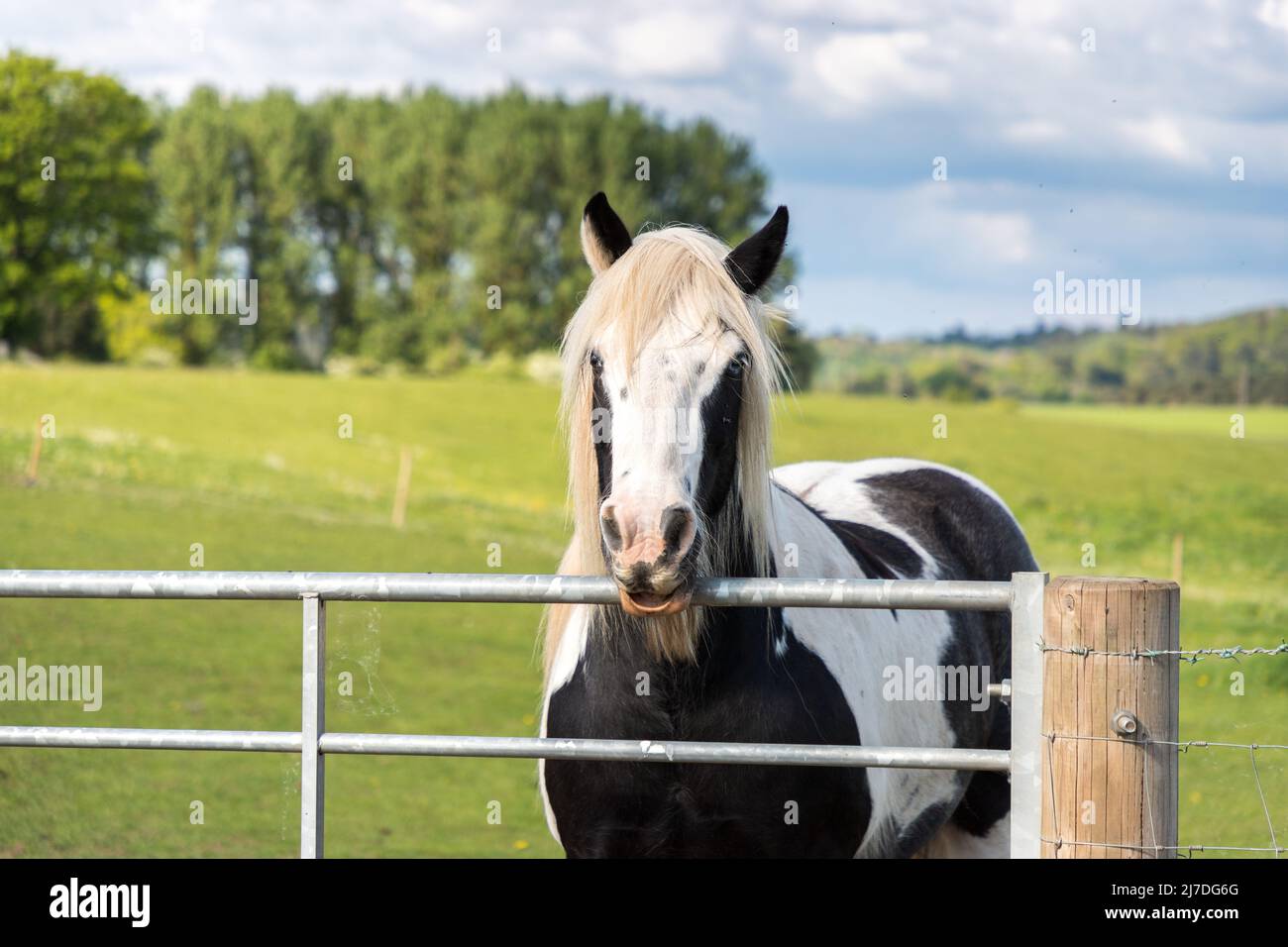 Horse looking over gate hi-res stock photography and images - Alamy