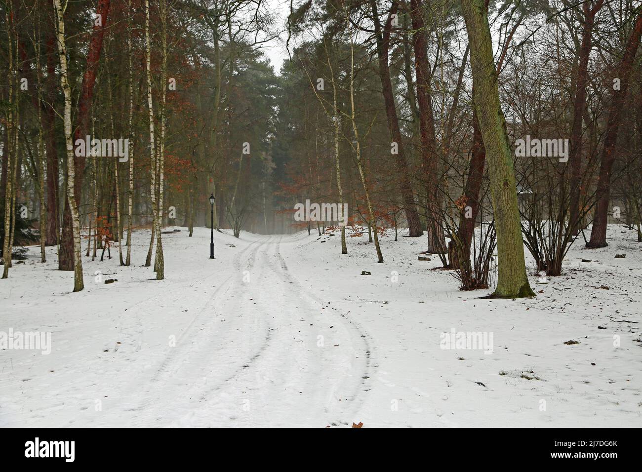 Poland road trees hi-res stock photography and images - Alamy