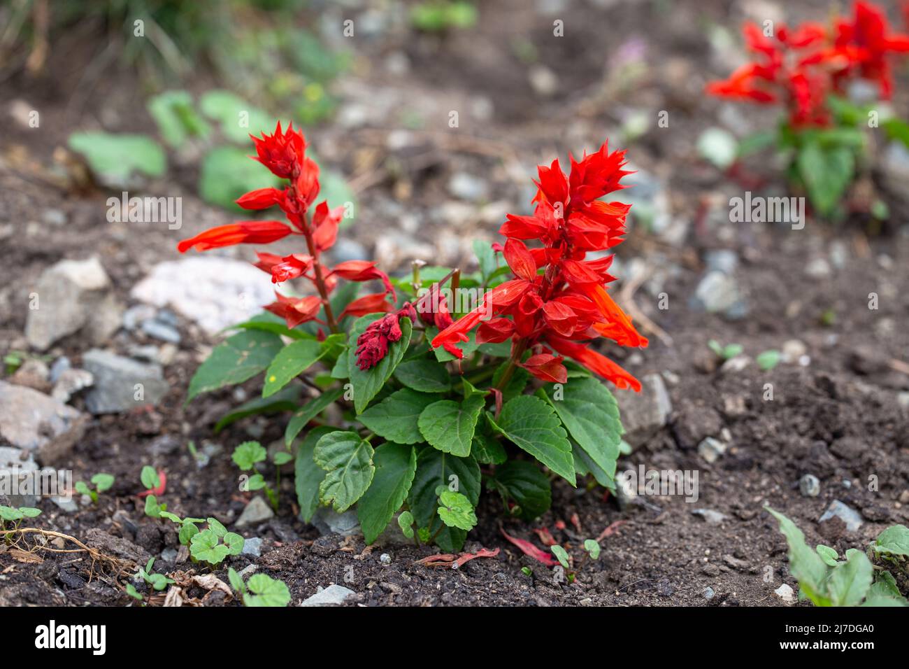 Medicinal oakwood red sage under the open sky Stock Photo - Alamy