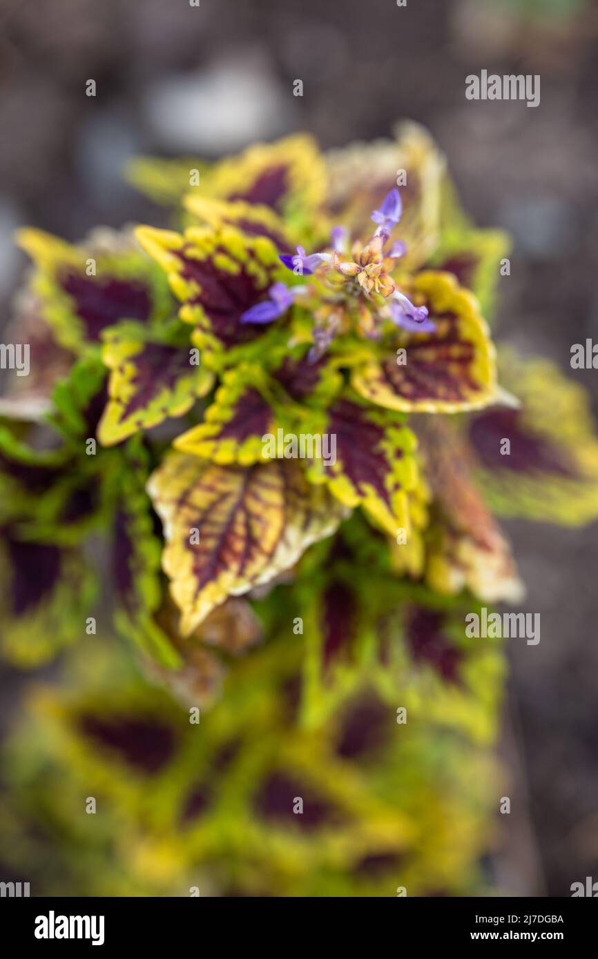 Coleus flower hi-res stock photography and images - Alamy