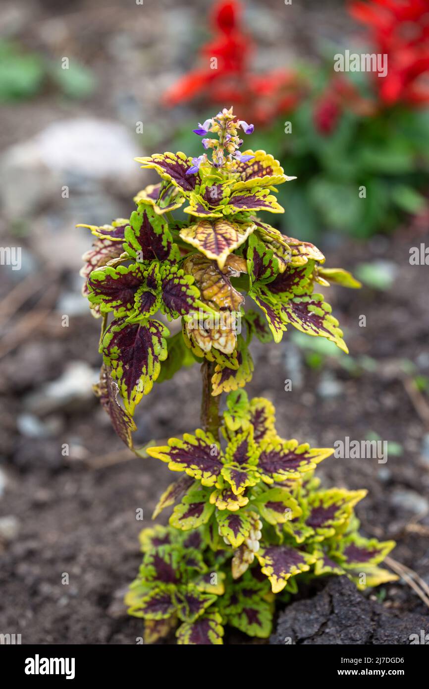 flower coleus. blooming coleus plant in the open air Stock Photo - Alamy