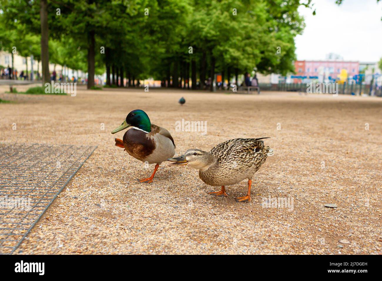 Duck living in a city park. Duck portrait Stock Photo - Alamy
