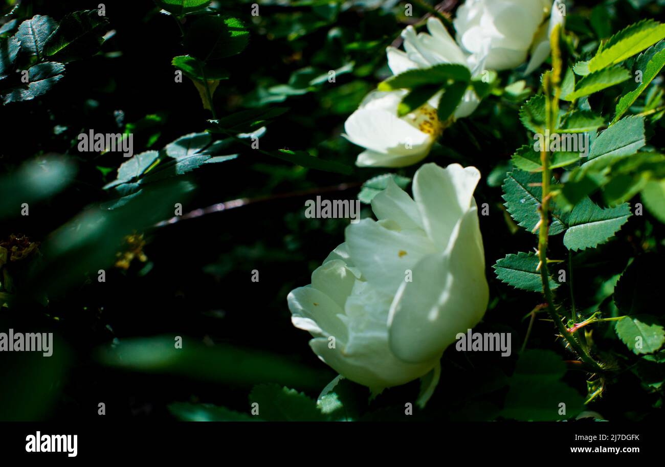 white roseship flower on a dark green background Stock Photo - Alamy