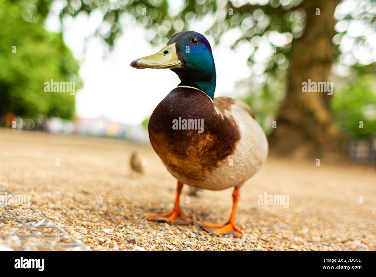 Duck living in a city park. Duck portrait Stock Photo - Alamy