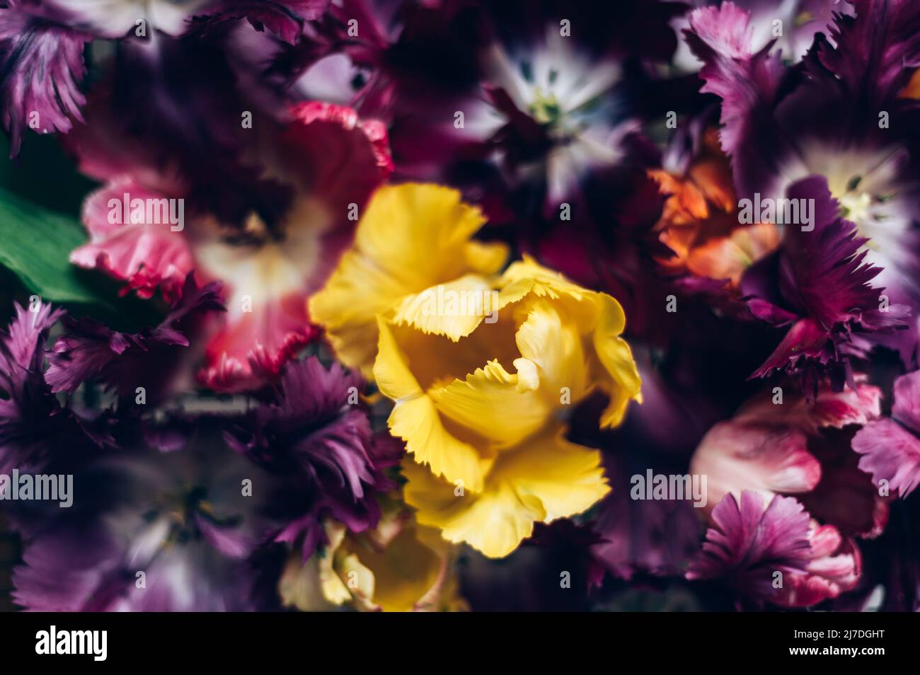 Bunch of Parrot Style Tulips Stock Photo - Alamy