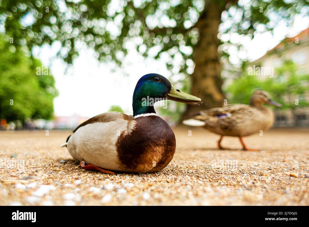 Duck living in a city park. Duck portrait Stock Photo - Alamy