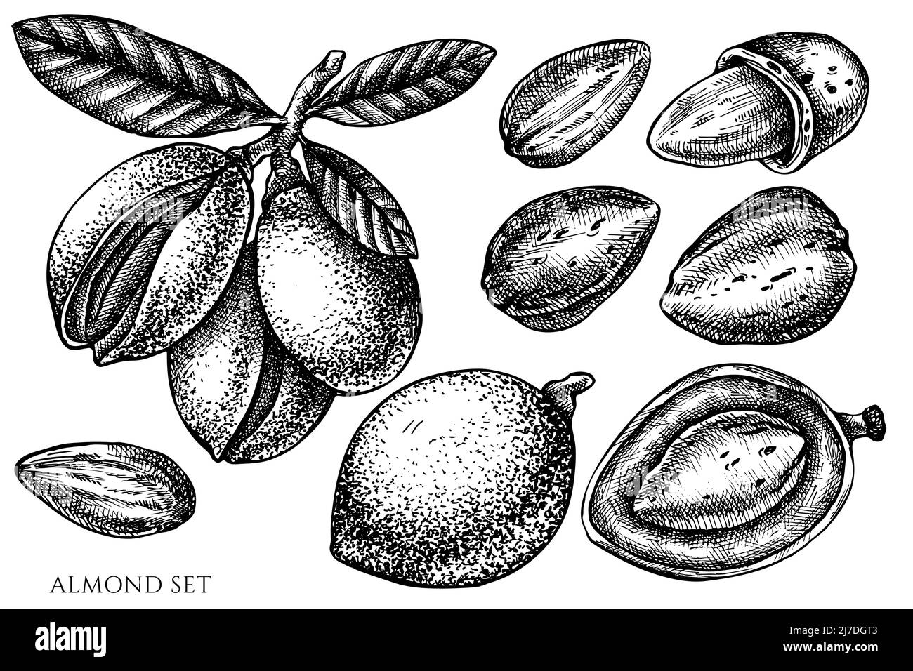 Vector set of hand drawn black and white almond Stock Vector Image ...