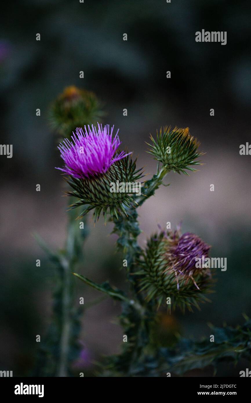 purple prickly flower thistle. therapeutic growth in close-up Stock ...