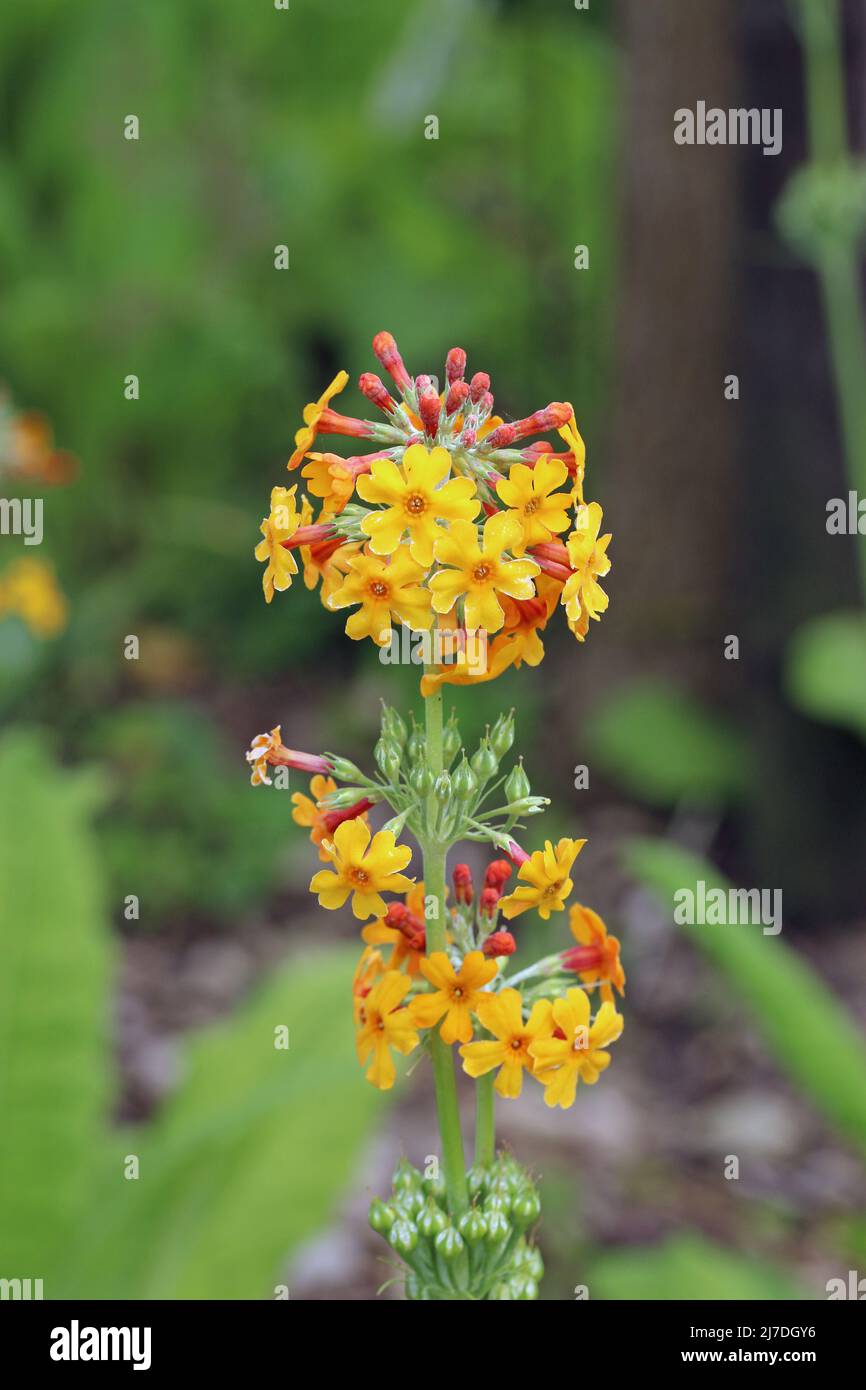 Yellow and orange candelabra primrose, Primula unknown species and ...