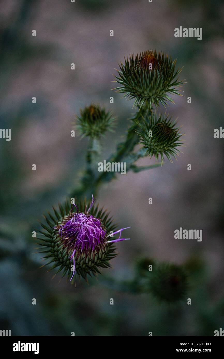 purple prickly flower thistle. therapeutic growth in close-up Stock ...
