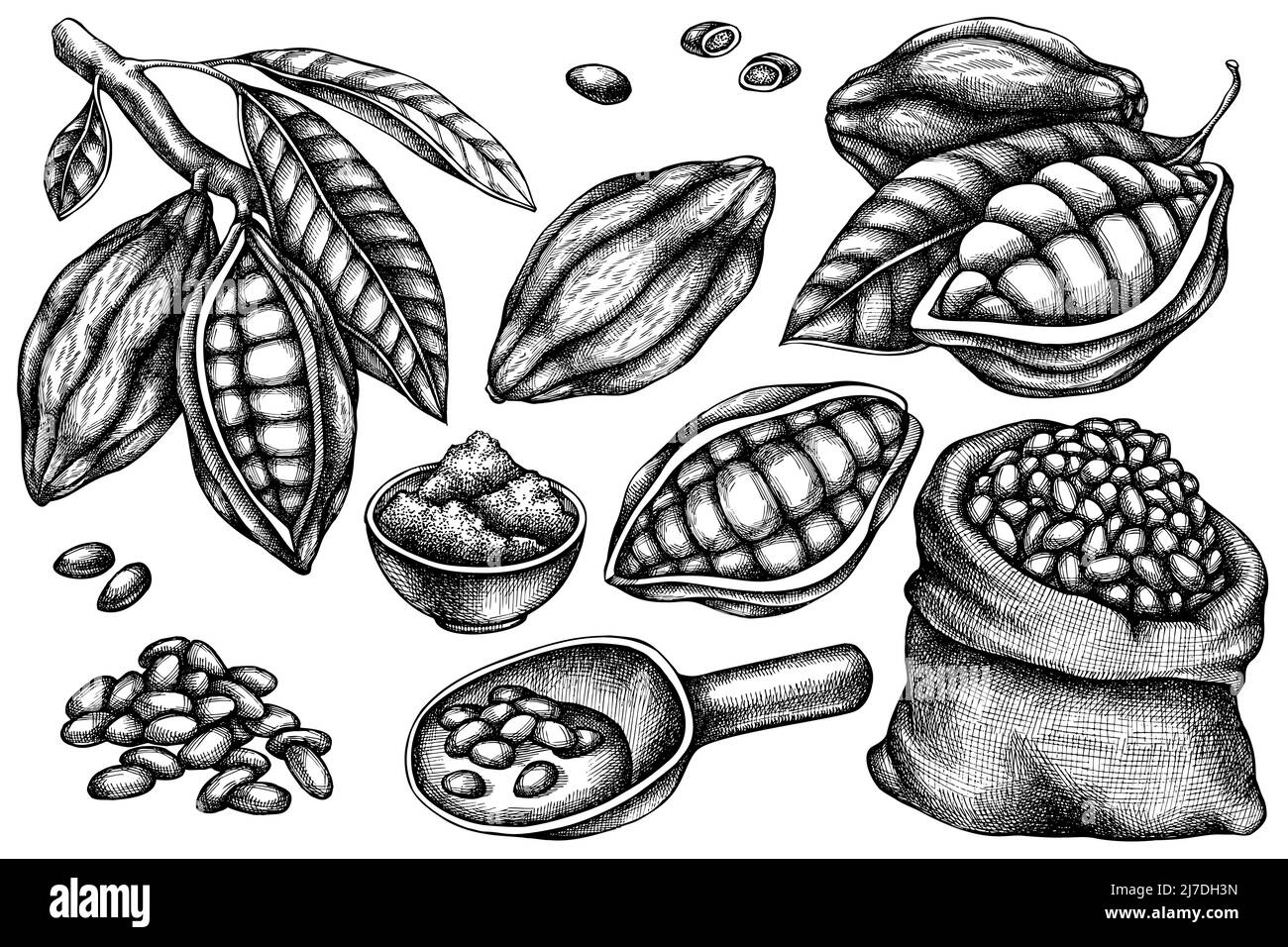 Vector set of hand drawn black and white cocoa beans, cocoa Stock ...