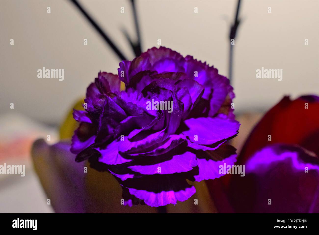 Uv Radiation Clipart Of Flowers