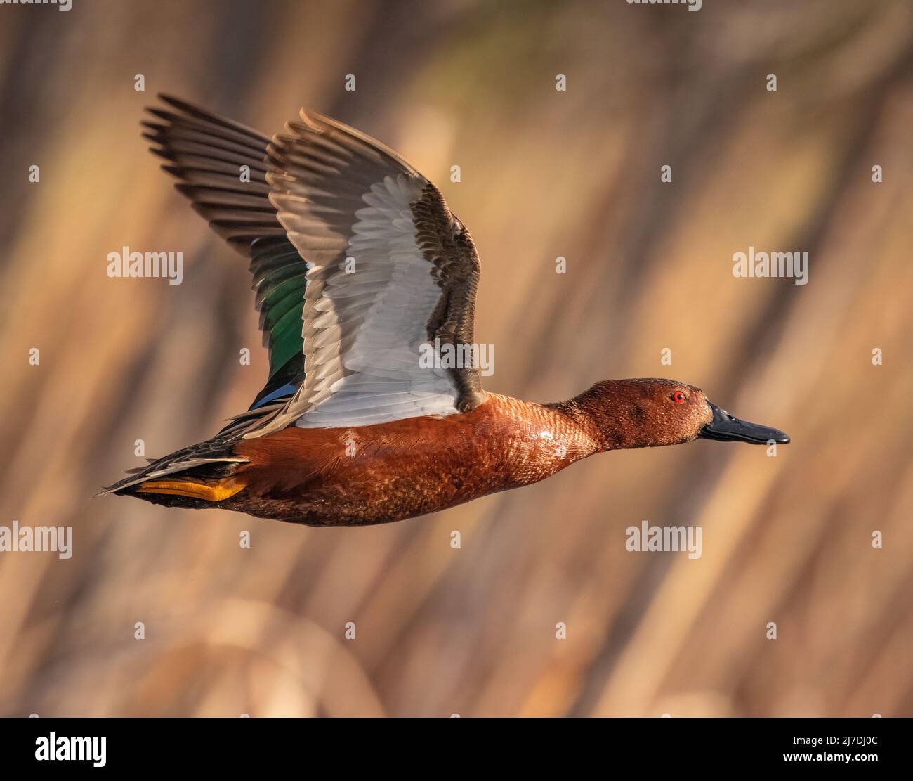 Teal in flight hi-res stock photography and images - Alamy