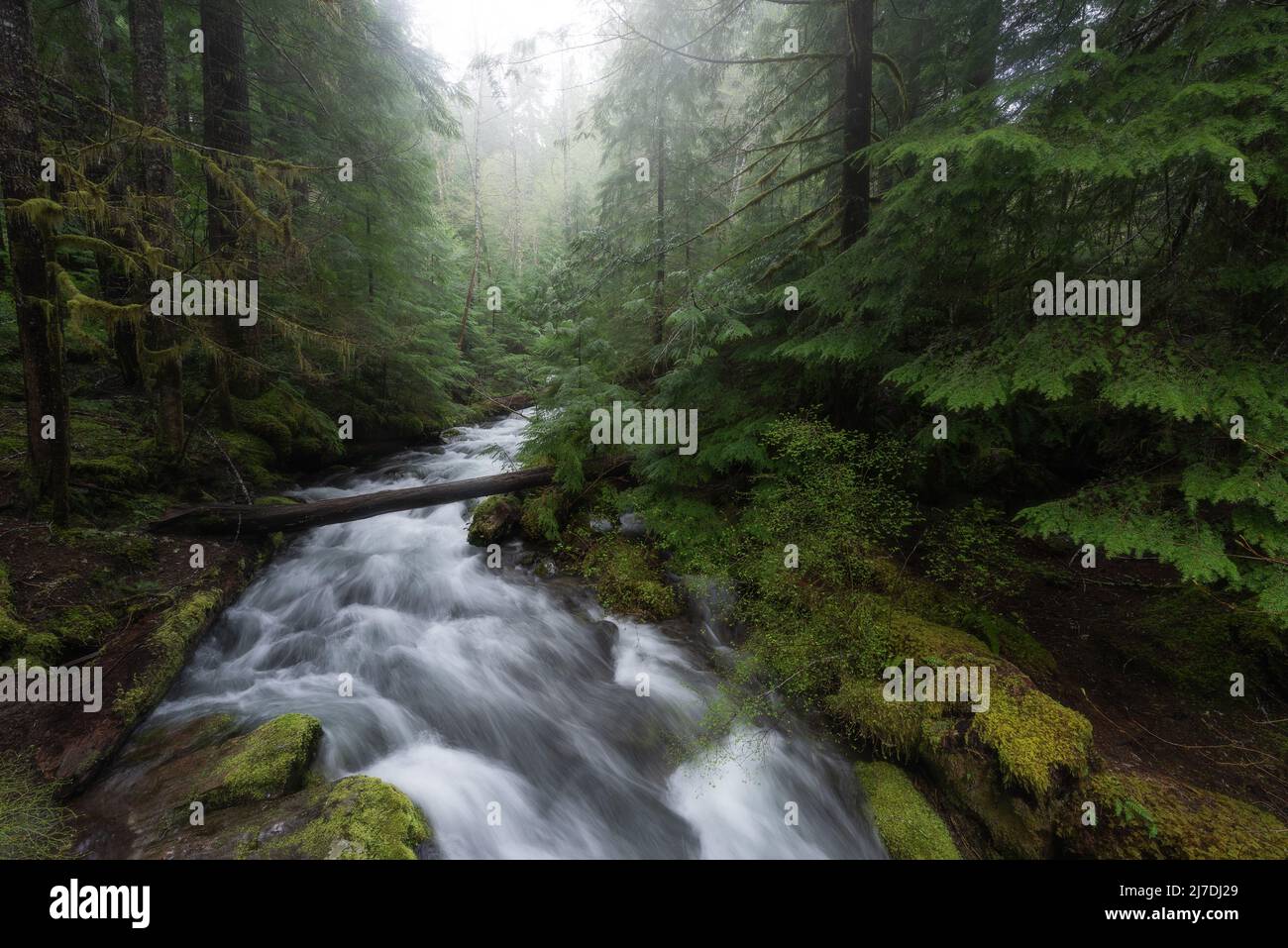 Northwest forest hi-res stock photography and images - Alamy