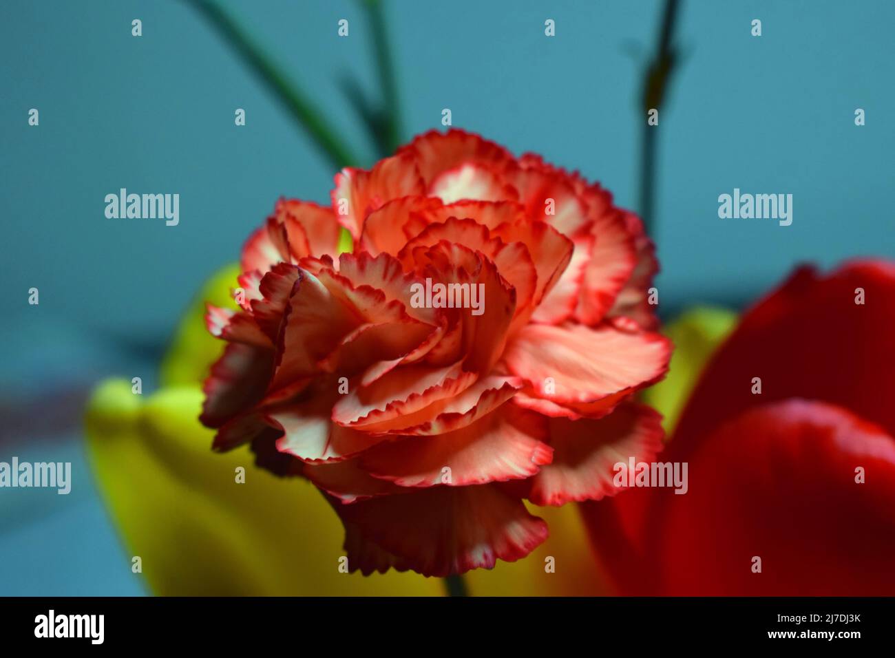 Bloom fully opened hi-res stock photography and images - Alamy