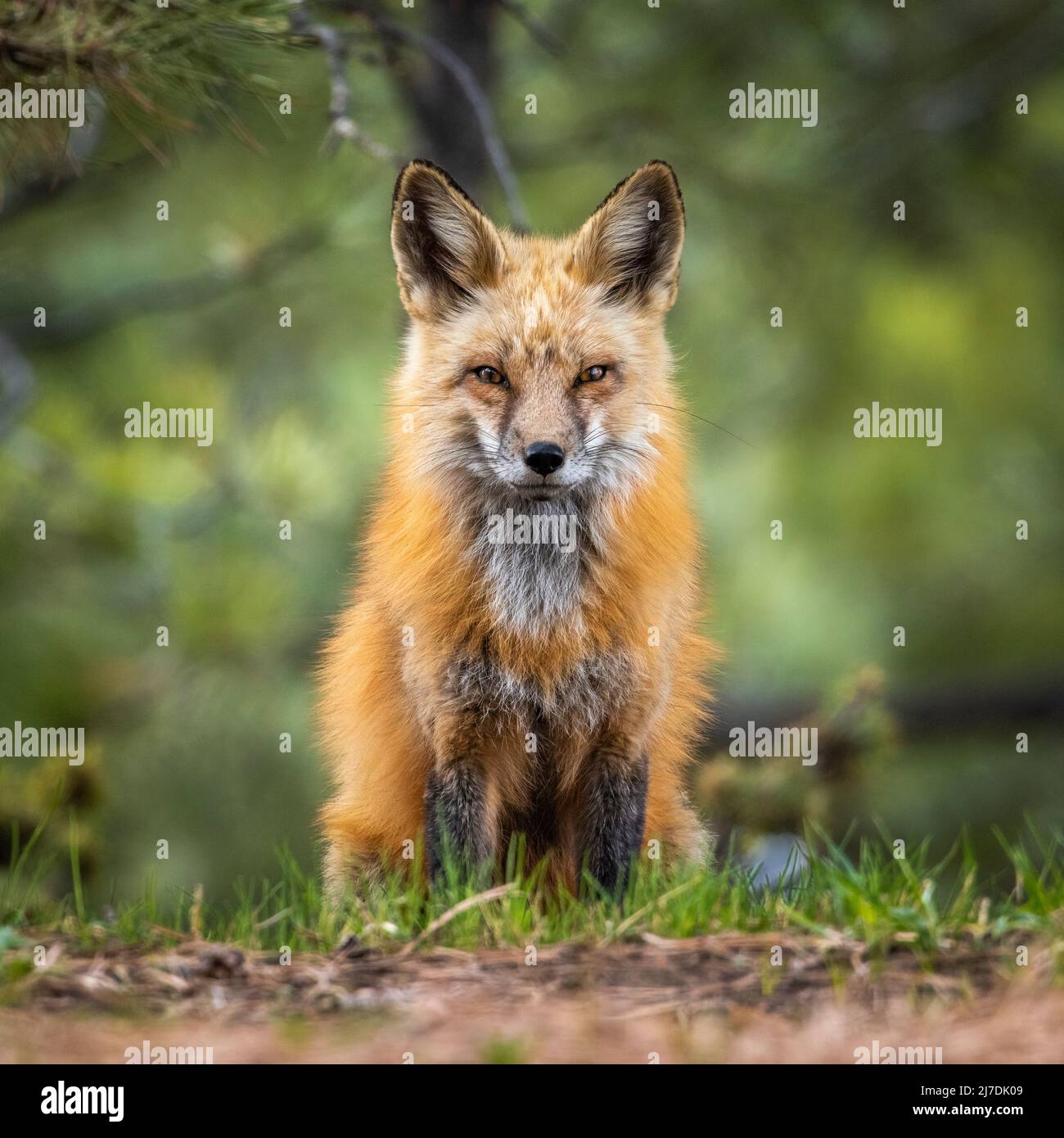 Adult Red fox (vulpes vulpes) in forest Colorado, USA Stock Photo - Alamy