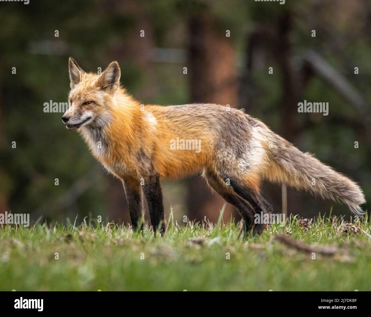 Adult Red fox (vulpes vulpes) in forest Colorado, USA Stock Photo - Alamy