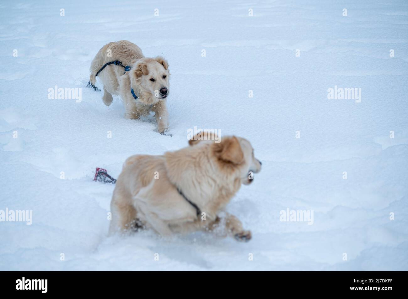 Dogs playing in the snow. Magical winter Stock Photo - Alamy