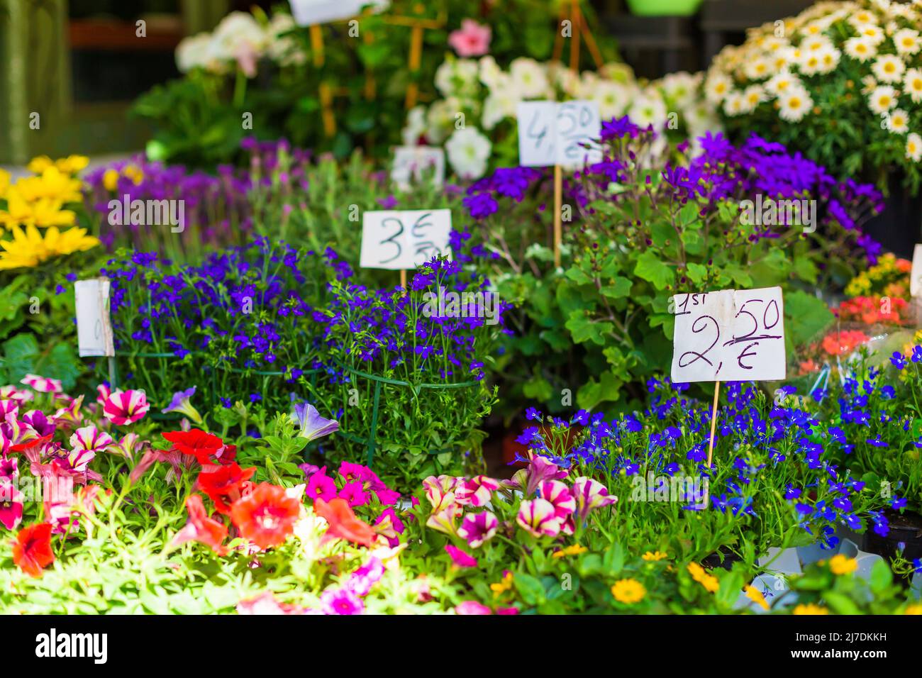 Showcase of a flower counter with price tags for flowers Stock Photo ...
