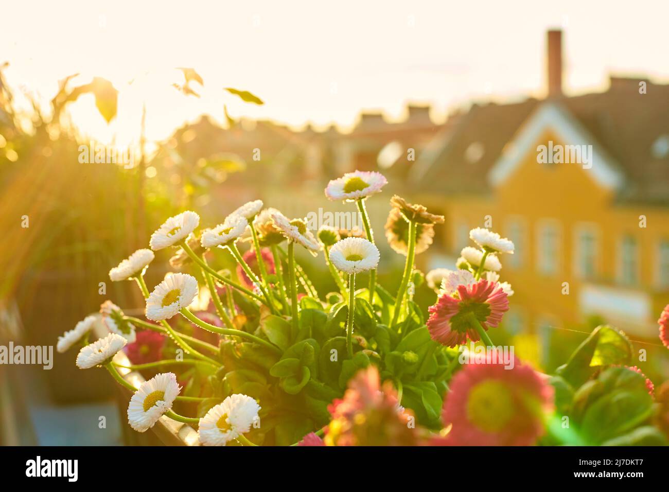 Front garden on the veranda. Flowers in pots with a city on the ...