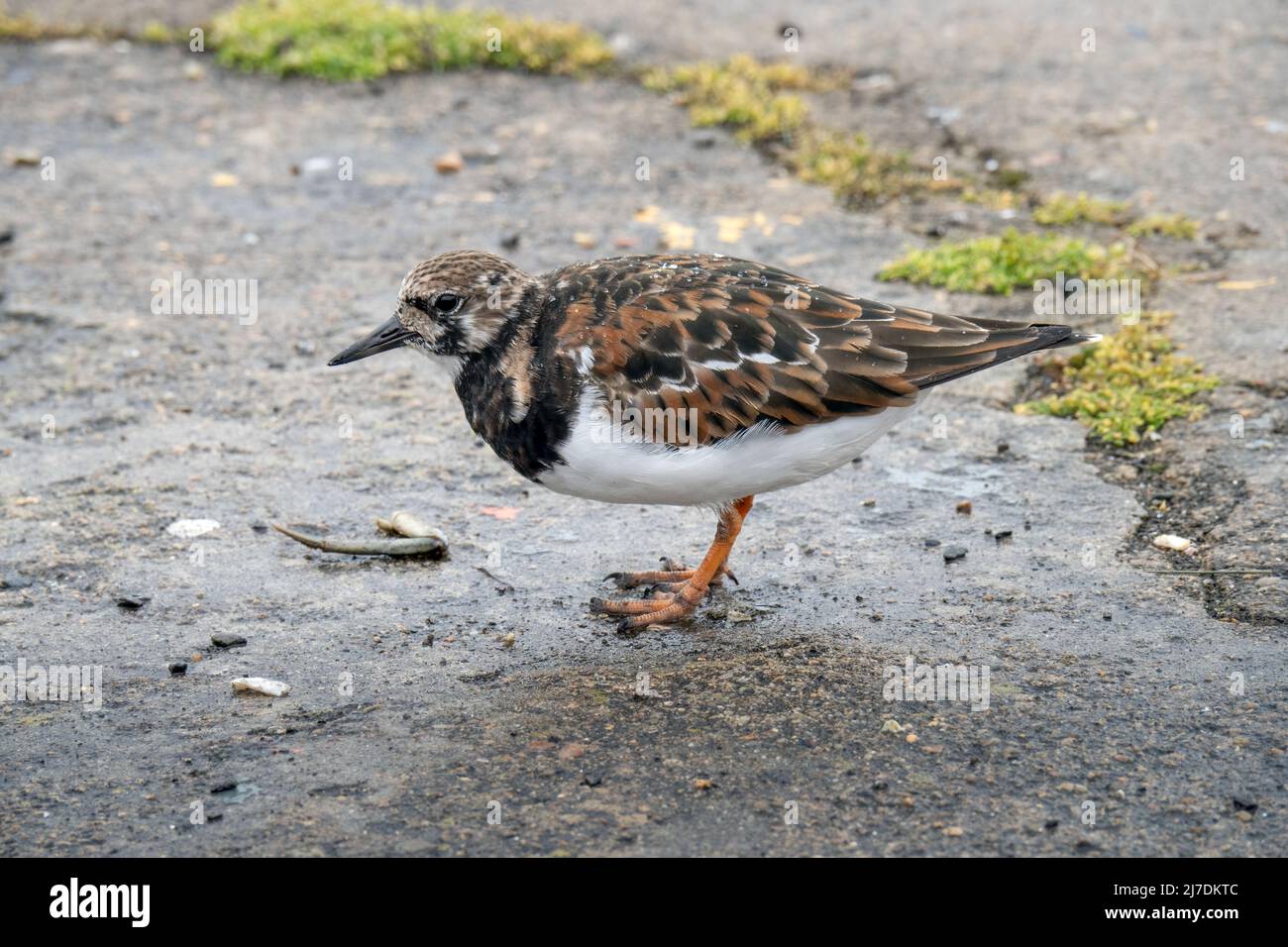 Turnstone bird aka Arenaria interpres feeding on crab. South Devon ...