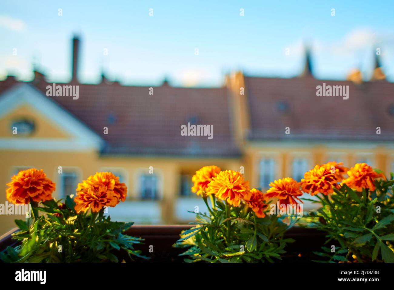 Front garden on the veranda. Flowers in pots with a city on the ...
