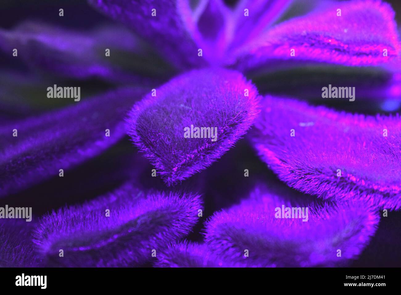 Ultraviolet plant hi-res stock photography and images - Alamy