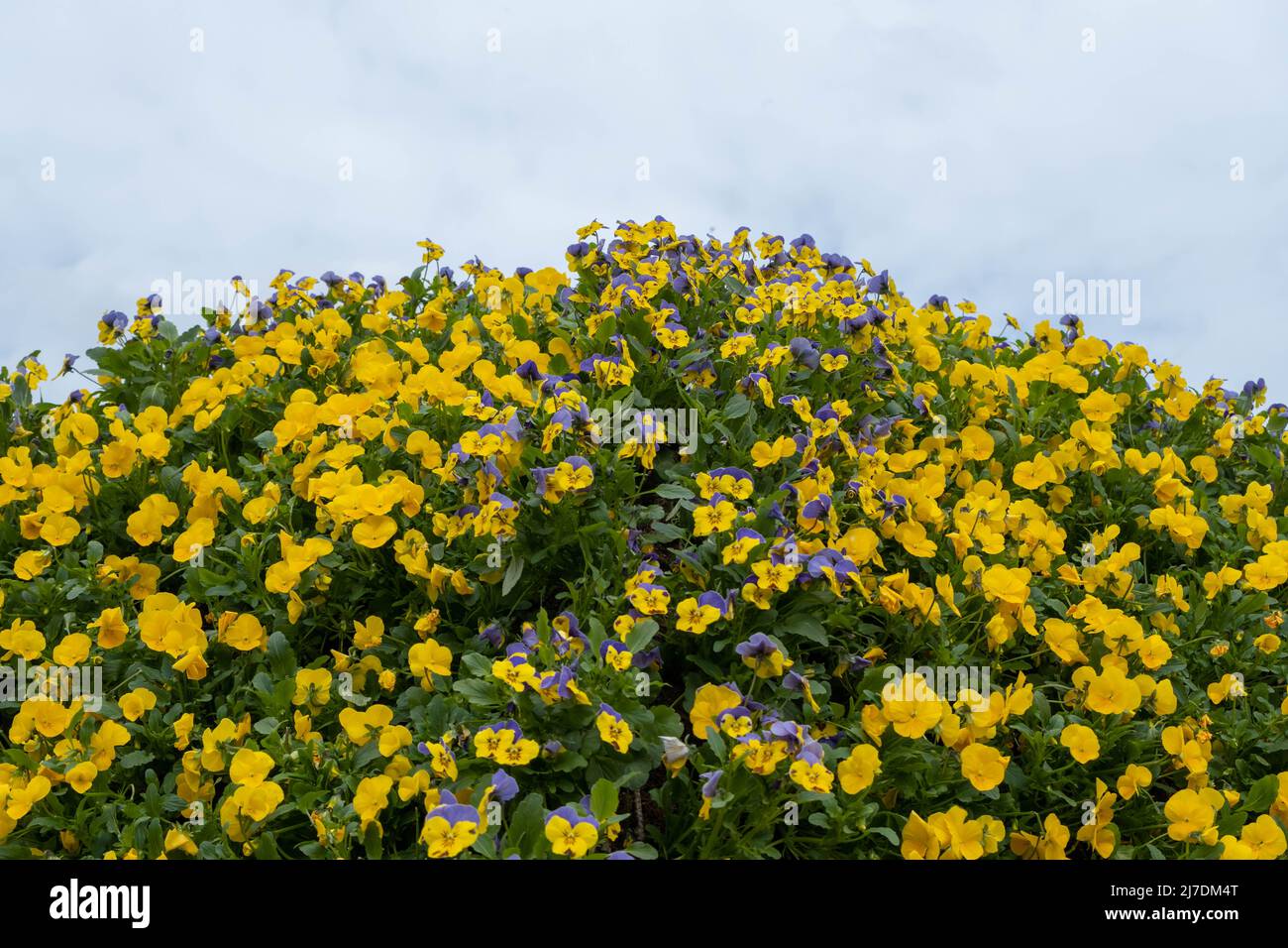 Closeup of yellow pansy flower, The garden pansy is a type of large ...