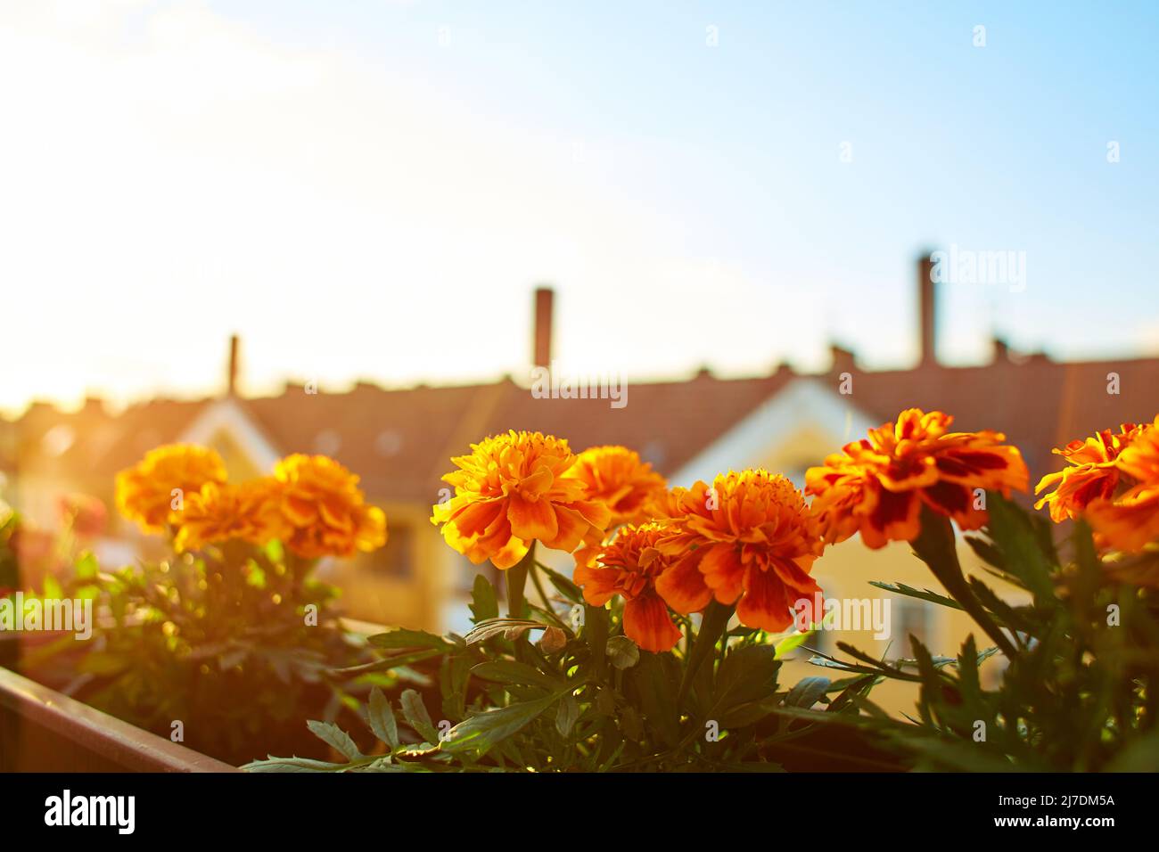 Front garden on the veranda. Flowers in pots with a city on the ...