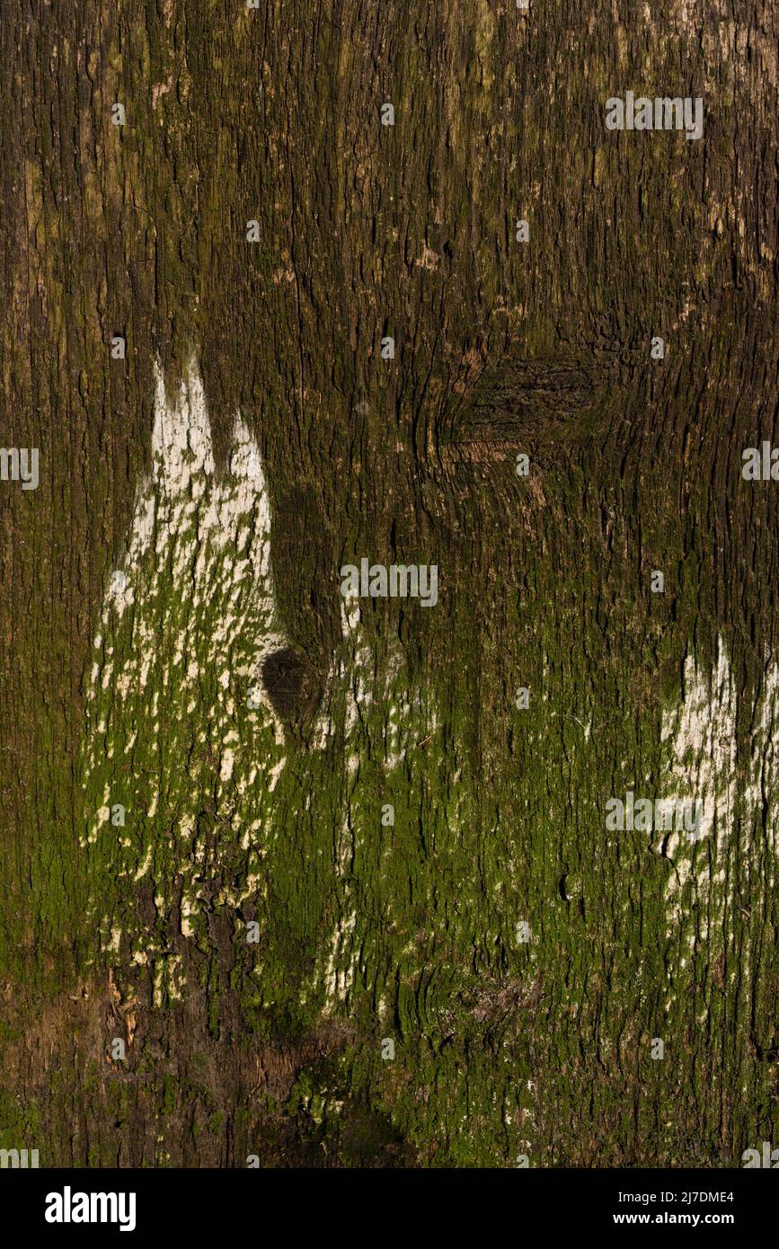 Brown wood background. Wooden plank of a tree trunk close-up with ...