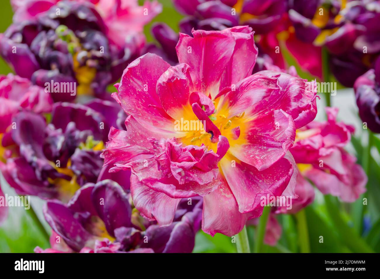 Colour burst hi-res stock photography and images - Alamy
