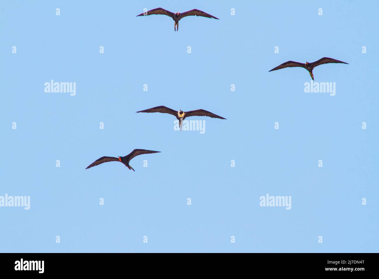 frigate bird in the blue sky of ipanema beach in Rio de Janeiro Stock ...