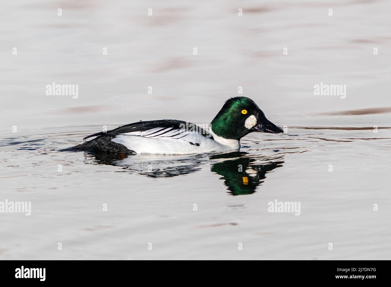A Goldeneye drake duck in side profile, swimming in calm, light colored ...