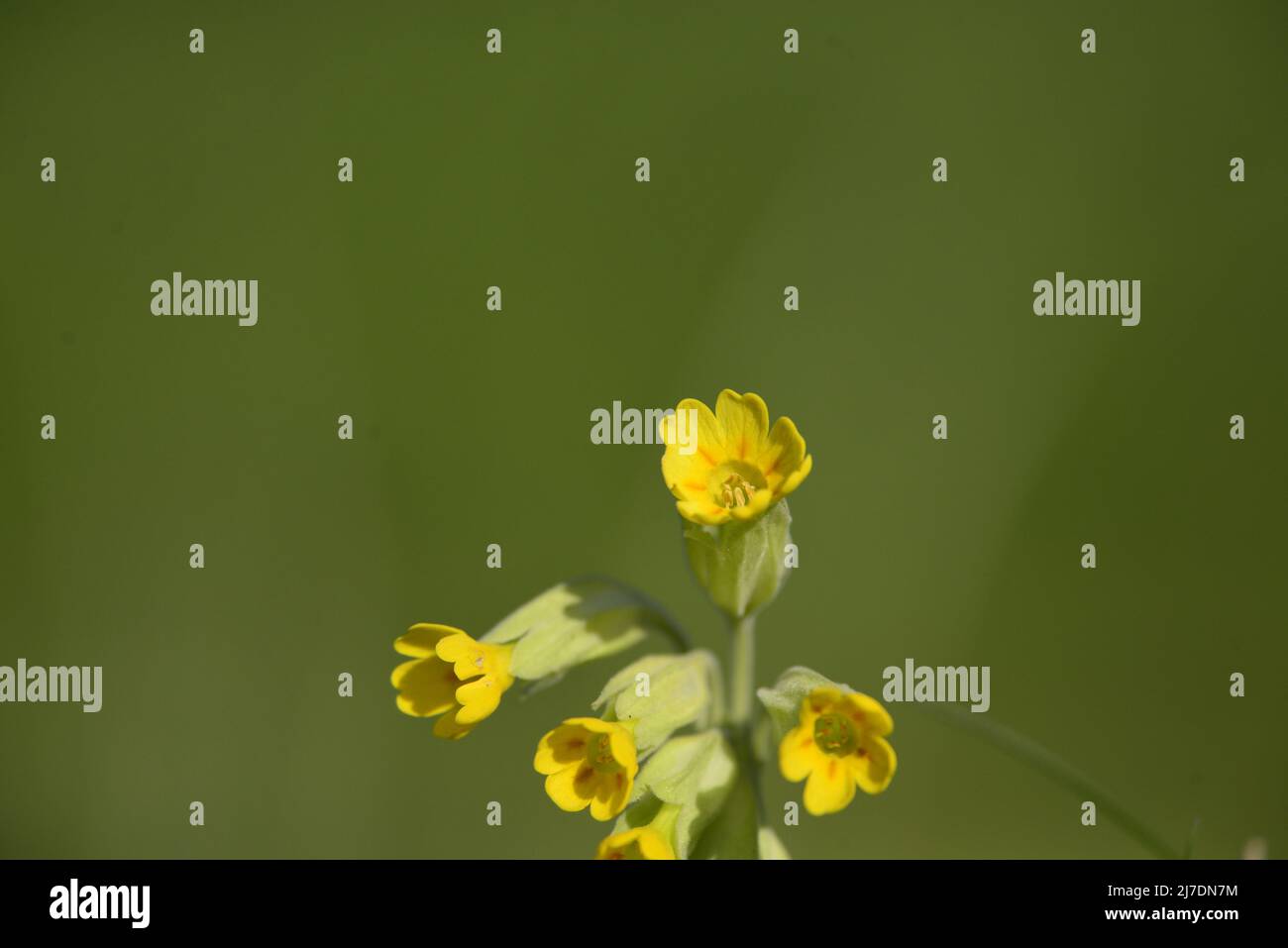 Marshland ecosystem hi-res stock photography and images - Alamy