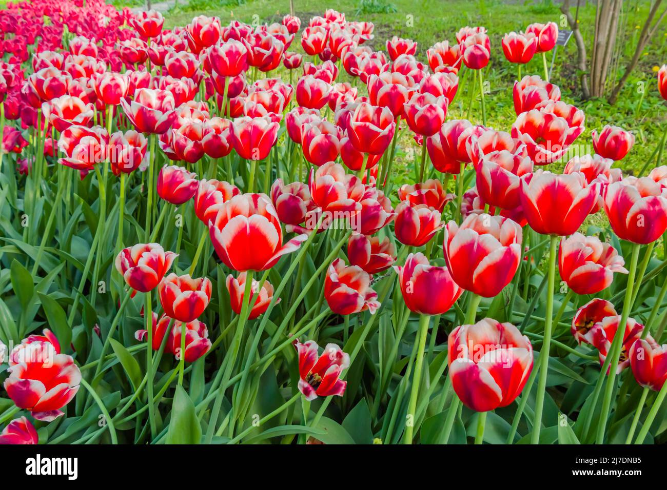 Colorful spring meadow with red and white tulip dutch design flowers ...