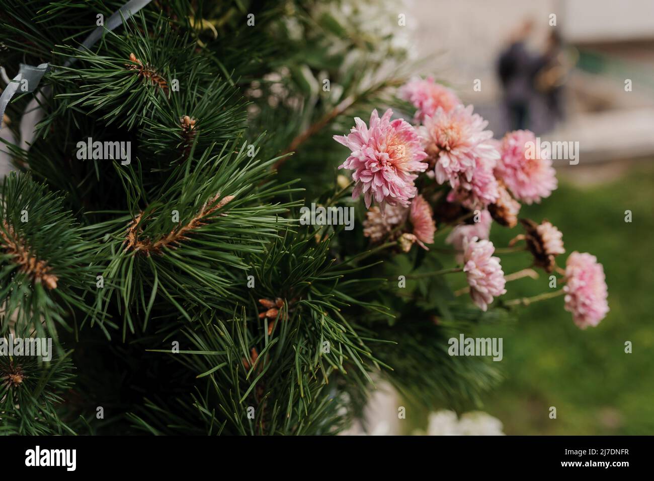 Pink pine needles hi-res stock photography and images - Alamy
