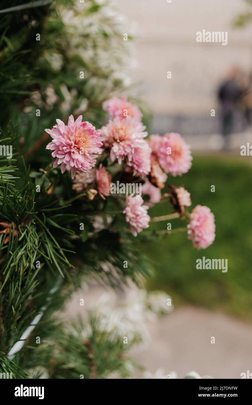 Pine needle ball hi-res stock photography and images - Alamy