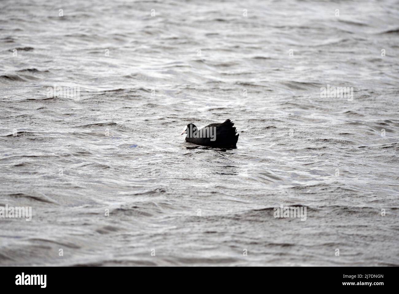 Coot with white feathers hi-res stock photography and images - Alamy
